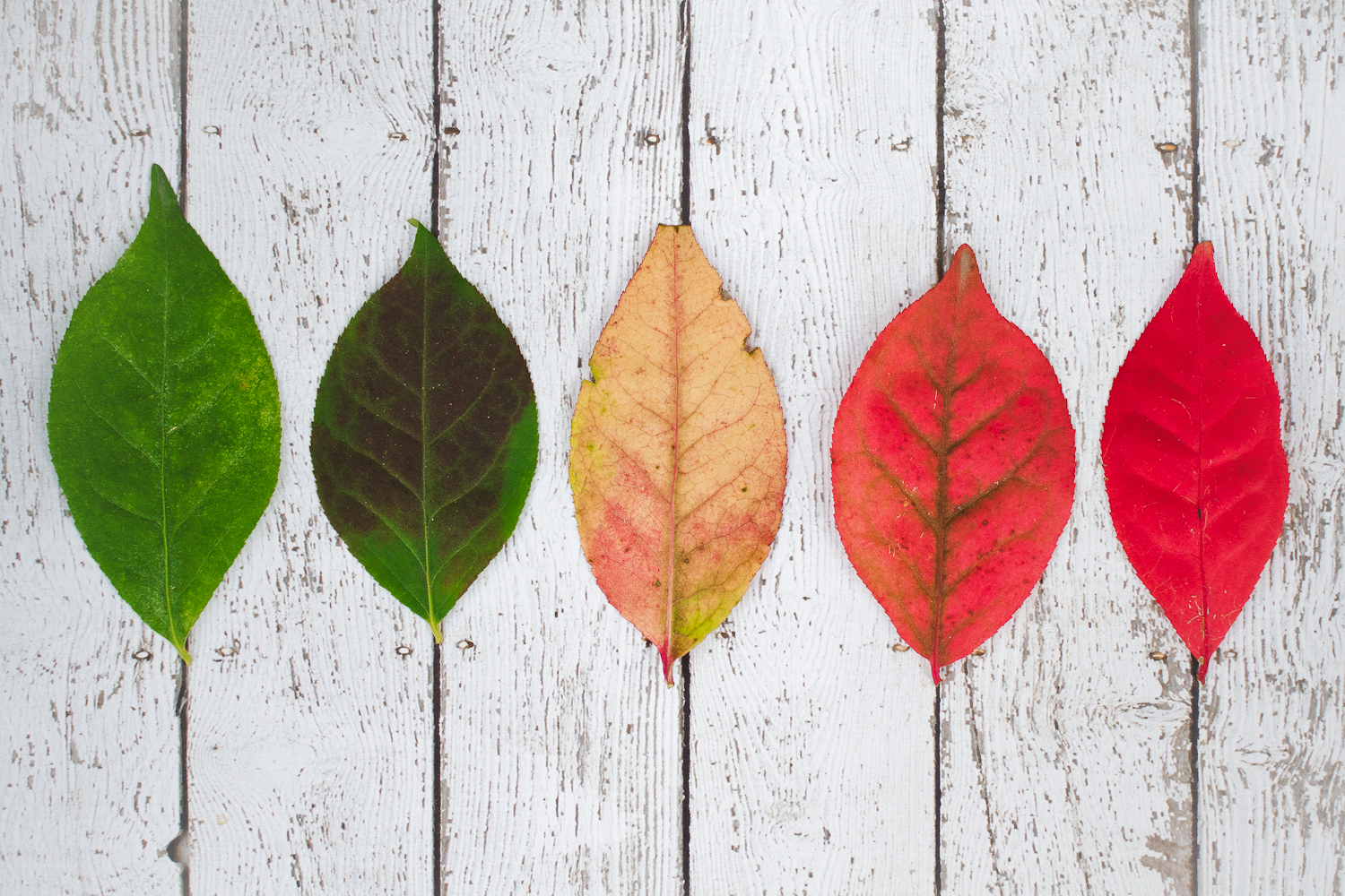 View Controller Transitions 1896